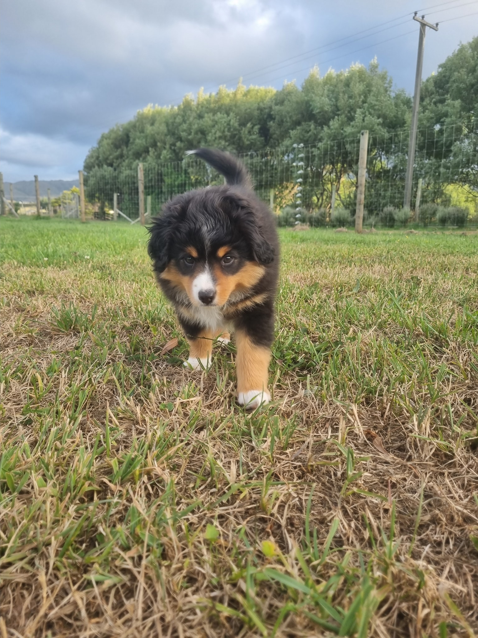 Book Our Paddock – Pawsitive Behaviours